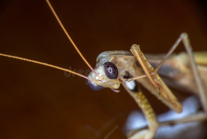 Macro of Female European Mantis Stock Image - Image of fauna, green ...
