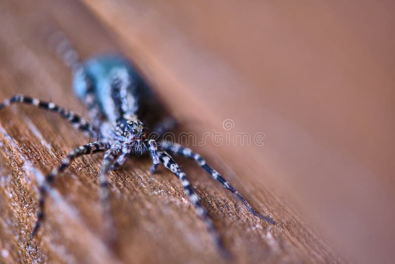 Macro Female Wolf Spider. Close Up. Color Stock Photo - Image of cocoon ...