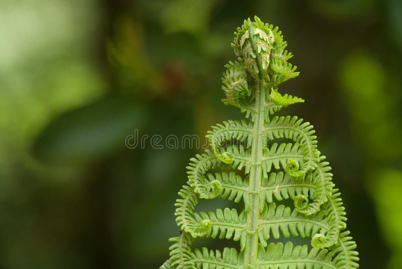 Macro Fern stock photo. Image of spores, background, nature - 23358742