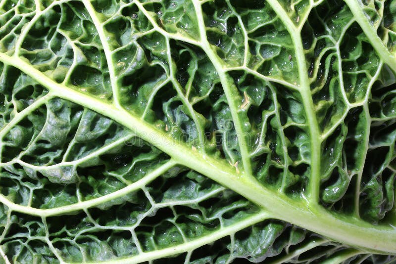 Macro Feuille De Chou Commun Photo stock - Image du jardin, blanc: 49211856
