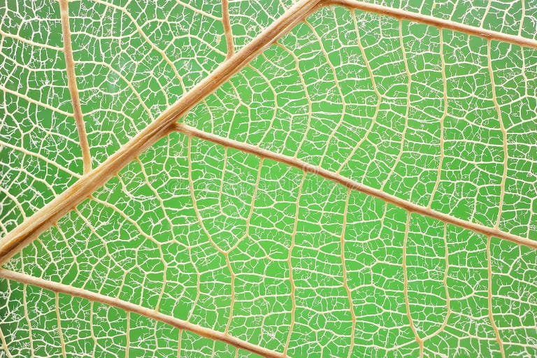 Macro of Fiber Structure of Dry Leaves Texture Background. Skeletonized ...