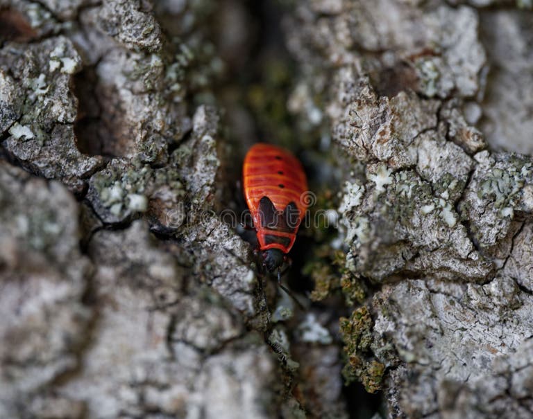 Macro of a Firebug between Rocks Stock Image - Image of firebug ...