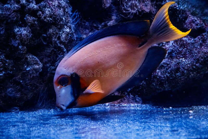Macro Fish Acanthurus Pyroferus Stock Photo - Image of fish, color ...