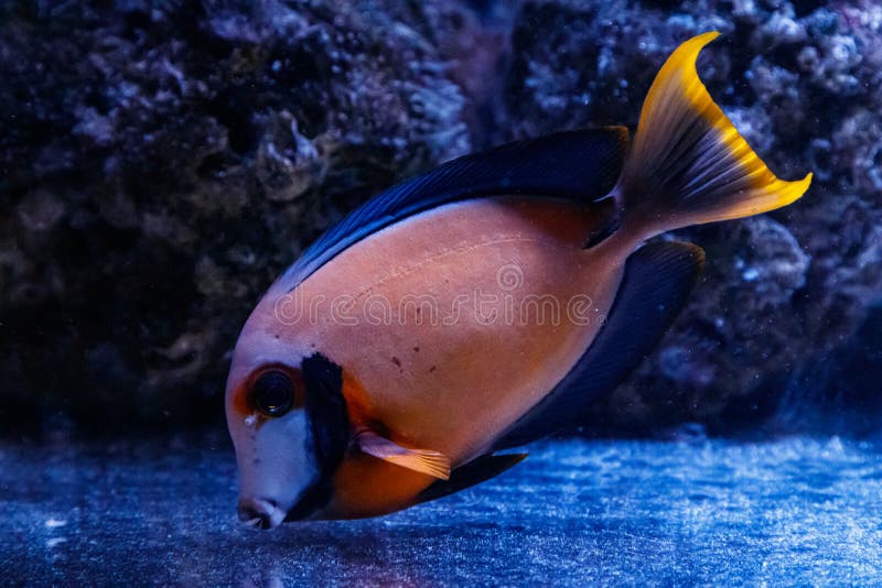 Acanthurus Pyroferus