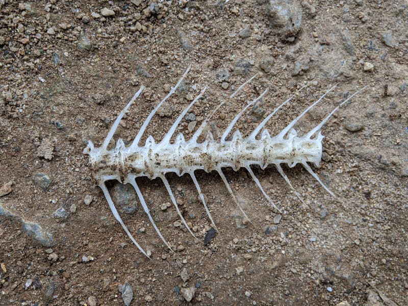 136 Ground Bones Texture Stock Photos - Free & Royalty-Free Stock ...