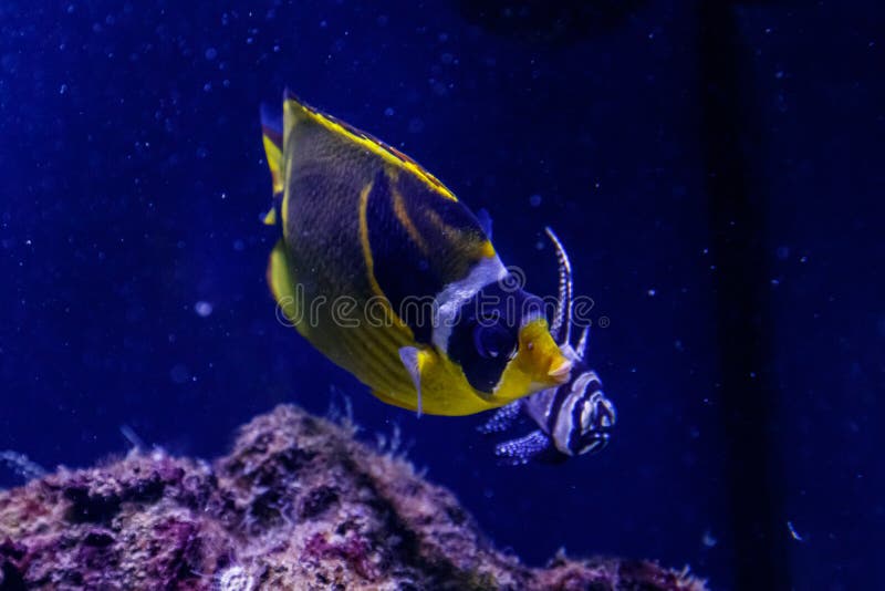 Macro Fish Chaetodon Lunula Stock Image - Image of fauna, colorful ...