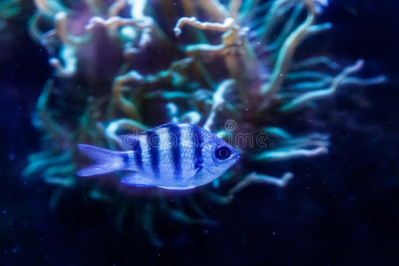 Macro Fish Sergeant Major Abudefduf Saxatilis Stock Photo - Image of ...
