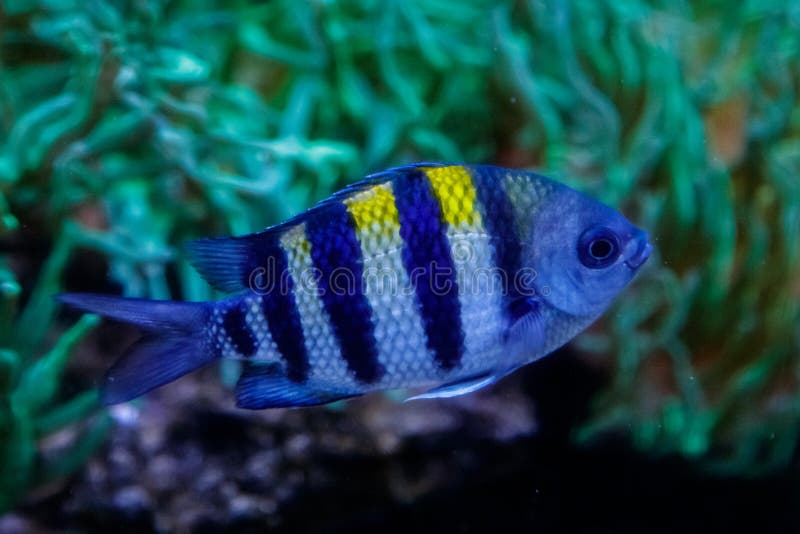 Macro Fish Sergeant Major Abudefduf Saxatilis Stock Photo - Image of ...
