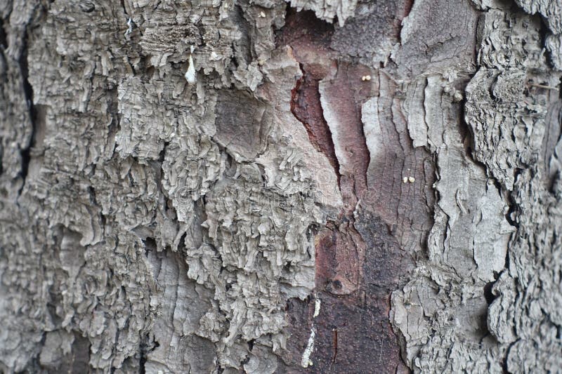 Macro of Flaky Dry Gray Bark of European Spruce Stock Image - Image of ...