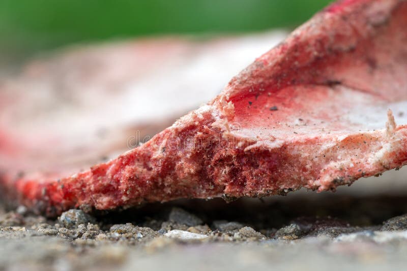 Macro. Flat Animal Bone Shoulder Blade Chewed by Dogs Stock Image ...