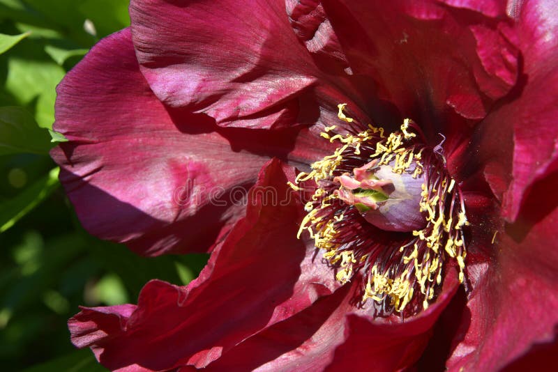 Macro Fleur Chinoise Rouge De Pivoine Image stock - Image du pivoine ...