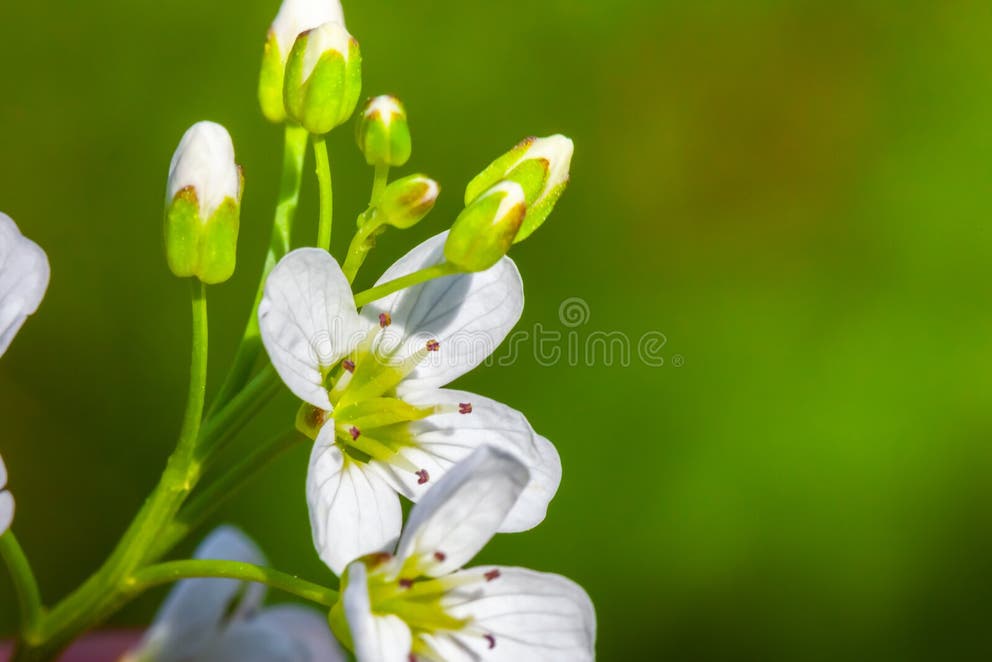 Macro De Fleur, Gros Plan D'une Floraison Image stock - Image du ...