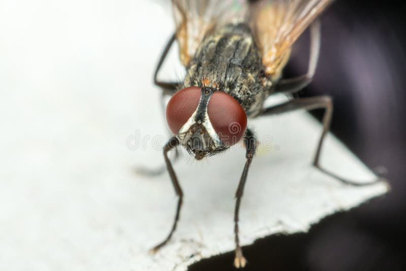 Macro of Flies or Fly Insect Stock Photo - Image of macro, green: 91960530