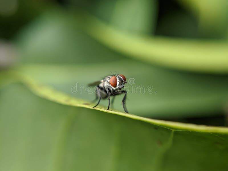 Macro of Flies Insect on Green Leaves Stock Photo - Image of animal ...