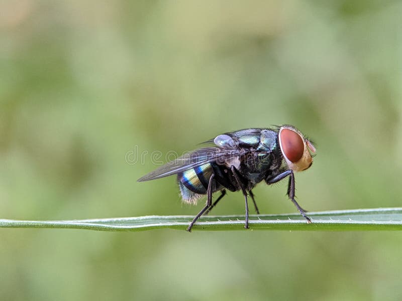 Macro of Flies Insect on Green Plant Stock Photo - Image of flower ...