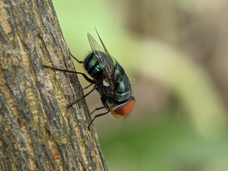 Macro of Flies Insect on Plant Stock Image - Image of beetle, dragonfly ...