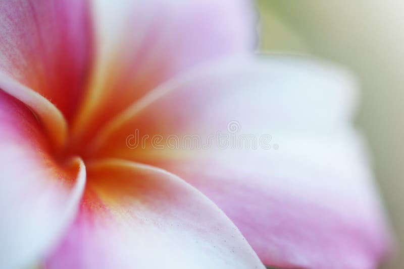 Macro flower background stock photo. Image of macro, floral - 19798486