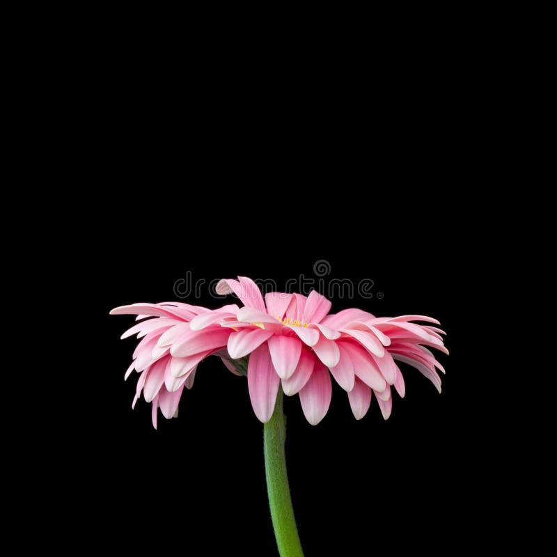 Macro flower background stock photo. Image of isolated - 73314836