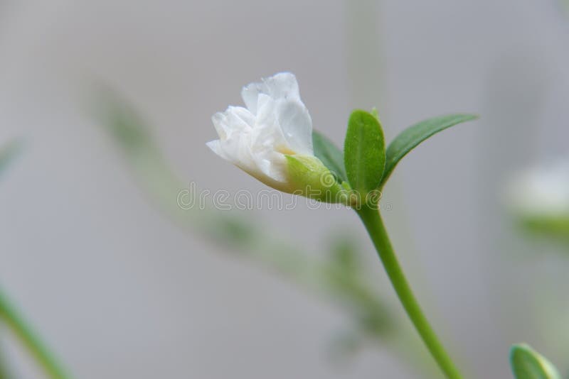Macro flower stock photo. Image of growth, green, blossom - 238503952