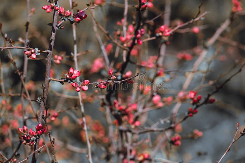 Macro flower buds stock image. Image of natural, petal - 255314971