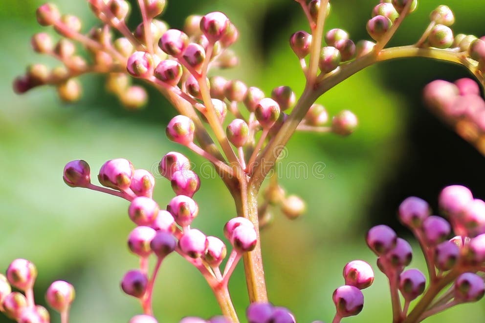 Macro of the Flower Buds Stalk on a Dropwort Plant Stock Photo - Image ...