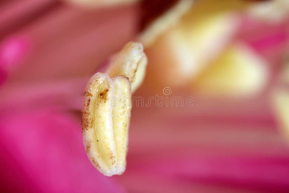 Macro flower core stock image. Image of pink, delicate - 29097655