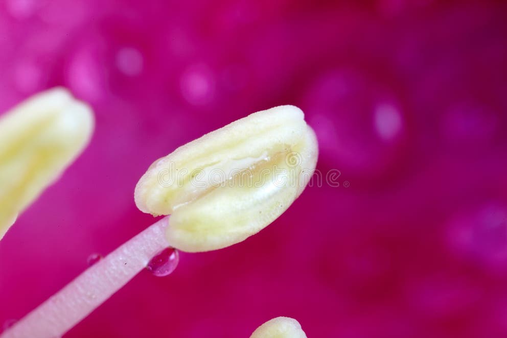 Macro flower core stock photo. Image of flower, drops - 29097668