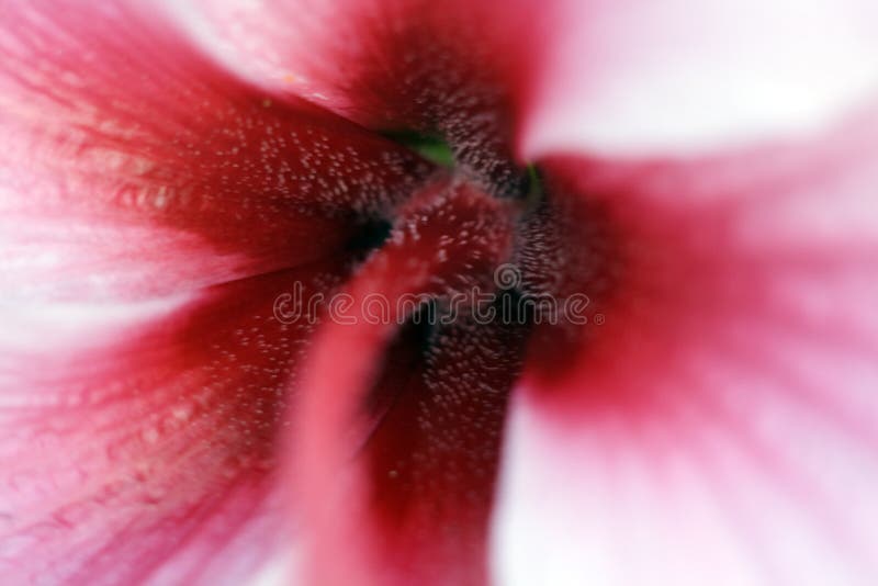 Degraded Tonal Stock Photos - Free & Royalty-Free Stock Photos from ...