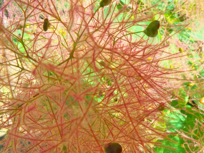 Inside the flower stock image. Image of inside, macro - 130773157