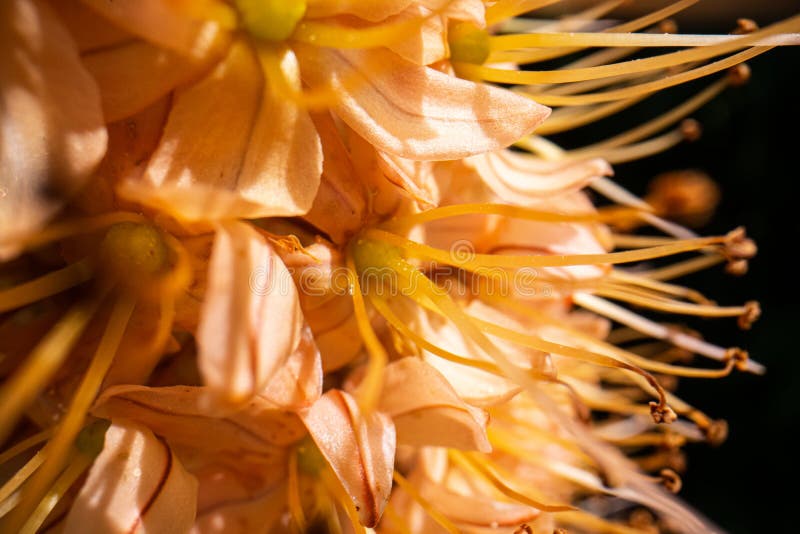 Macro Flower, Macro Photography of a Beautiful Flower Background ...