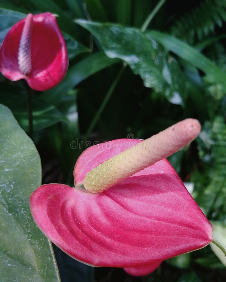 Macro flower stock photo. Image of pistil, macro, pink - 132898652