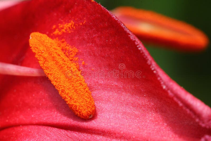 Macro on flower pollen stock photo. Image of stamen, spring - 31779366