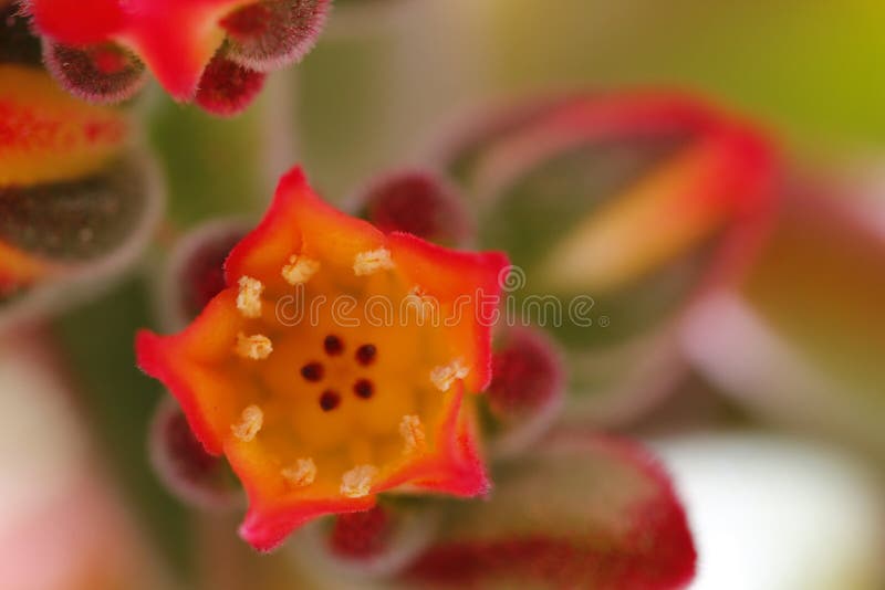Macro flower with pollen stock photo. Image of pollen - 51296222
