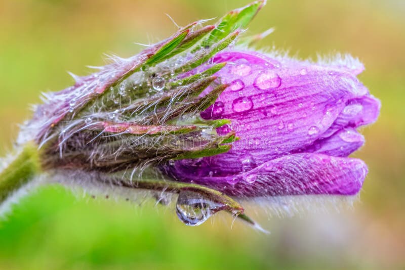Macro flower in spring stock photo. Image of flower - 116132730