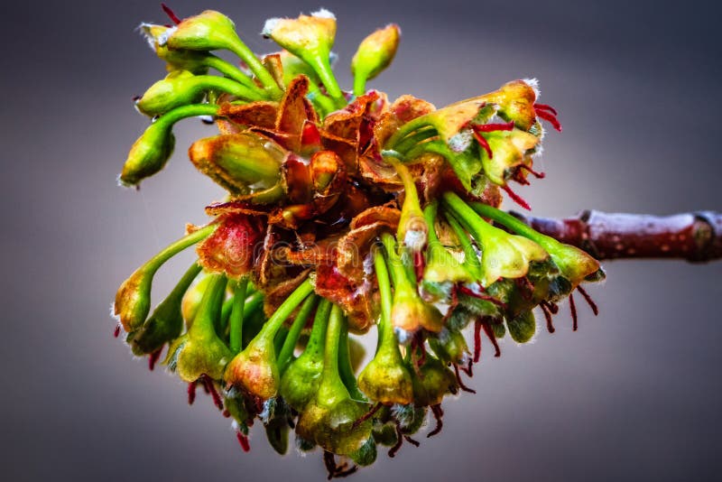 Macro flower in spring stock image. Image of butterfly - 116137857