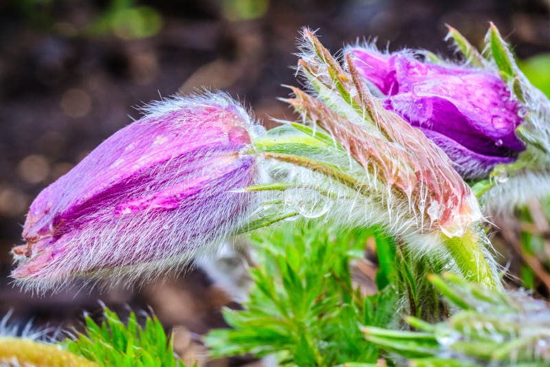Macro flower in spring stock image. Image of perfect - 117315135