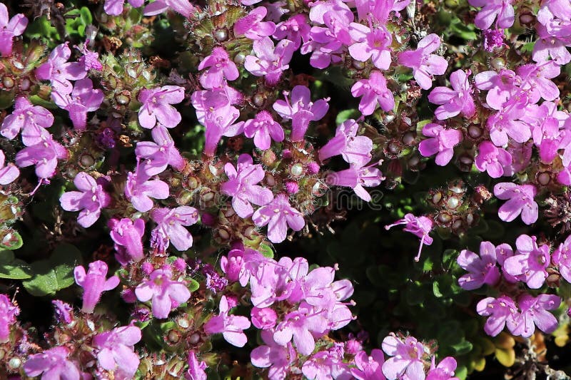 Macro of Flowers on a Creeping Thyme Plant Stock Photo - Image of ...