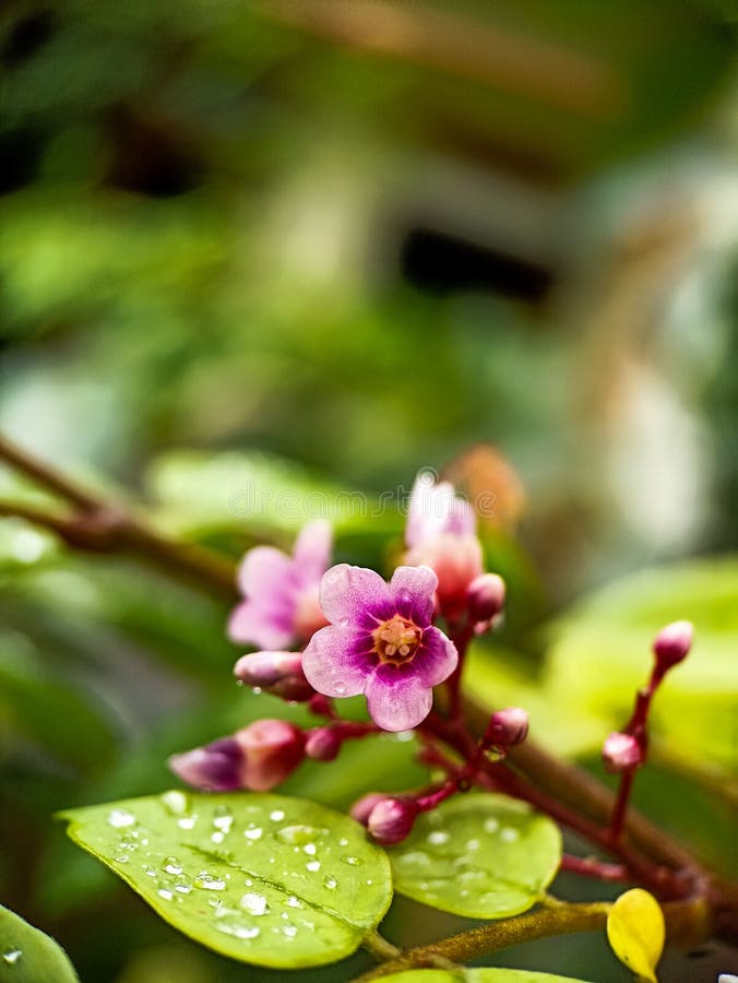Macro, Flowers of Star Fruit, Indonesia Asia Stock Image - Image of ...