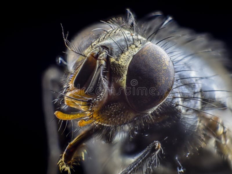 A Fly,close Up, Macro, Big Fly, Monster Insect, Front View Stock Photo ...