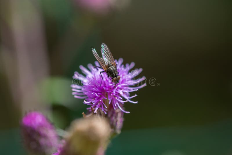 Macro Fly on Blossom of Purple Knapweed Wildflower Stock Photo - Image ...