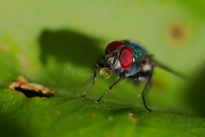 Macro of a fly drinking stock image. Image of mauritius - 95336889