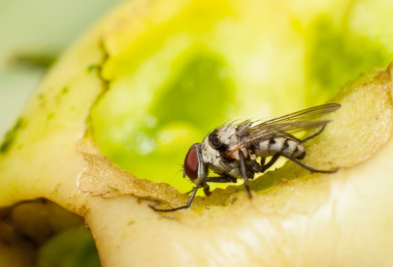 Macro, Fly Feeding on a Rotting Tomato Stock Photo - Image of flies ...