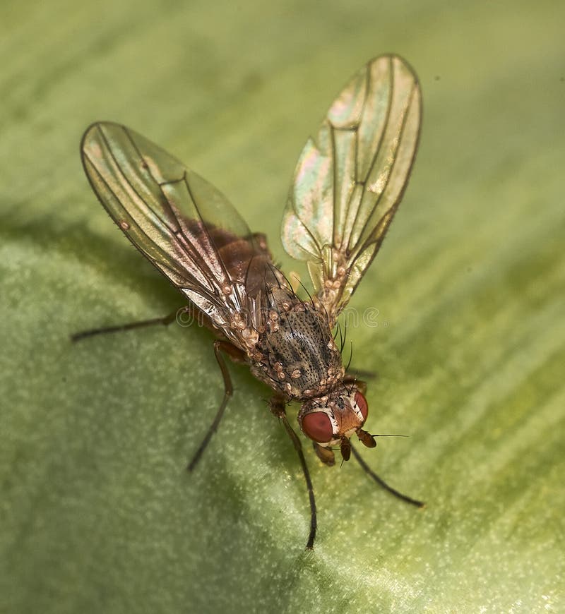 Macro of Fly on a Green Leaf Stock Photo - Image of lens, leaf: 276027948