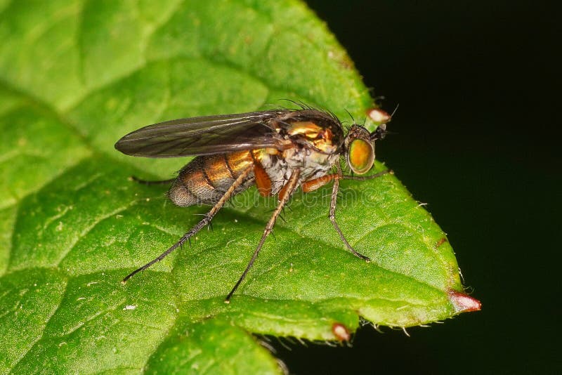 Macro of Fly on a Green Leaf - Compound Eyes Stock Photo - Image of ...