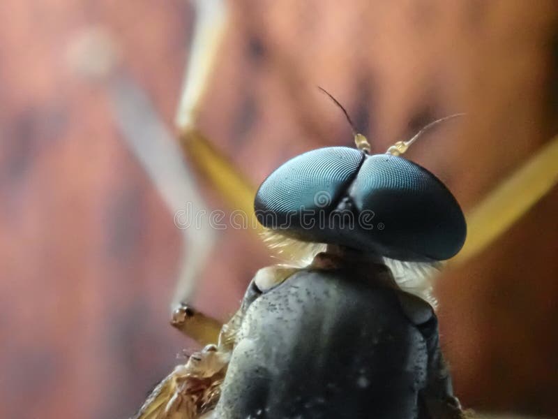 Macro of a Fly Insect with the Focus on it`s Eyes Stock Image - Image ...