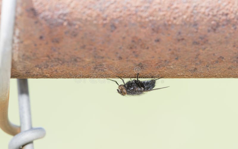 Macro of Fly on a Metal Post in Rural Eastern Colorado Stock Photo ...