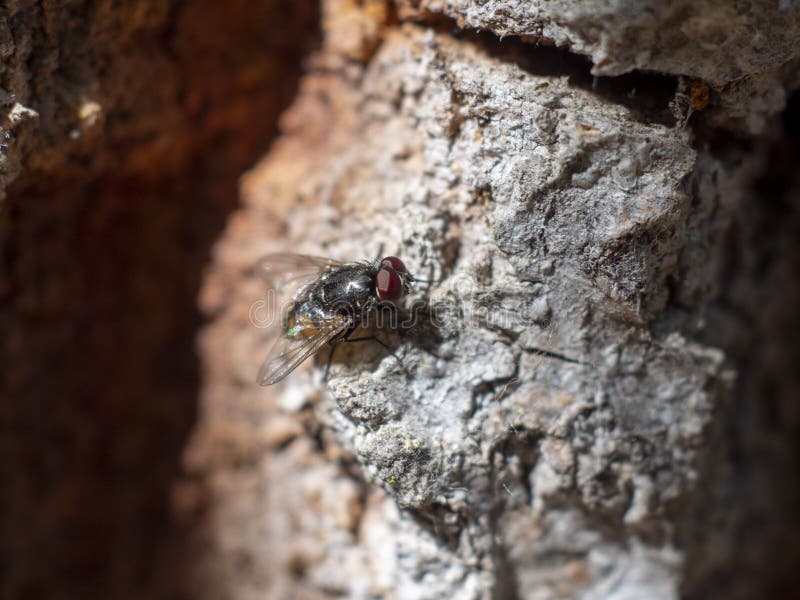 Macro of a Fly on a Pine Trunk in the Field Stock Photo - Image of ...