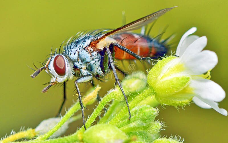 Macro fly portrait stock image. Image of insects, sitting - 33912993