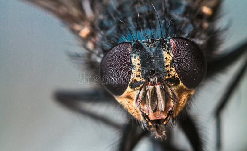 Portrayt Macro Stock Photos - Free & Royalty-Free Stock Photos from ...