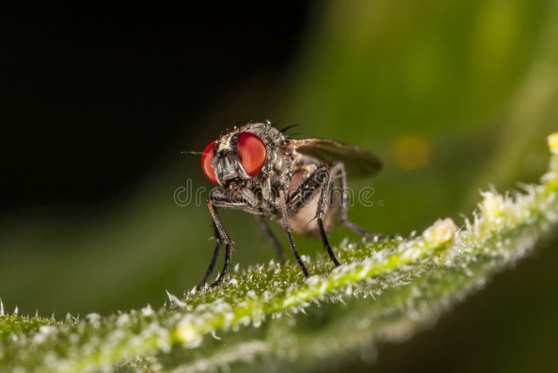 Macro fly portrait stock image. Image of love, entomology - 52524649
